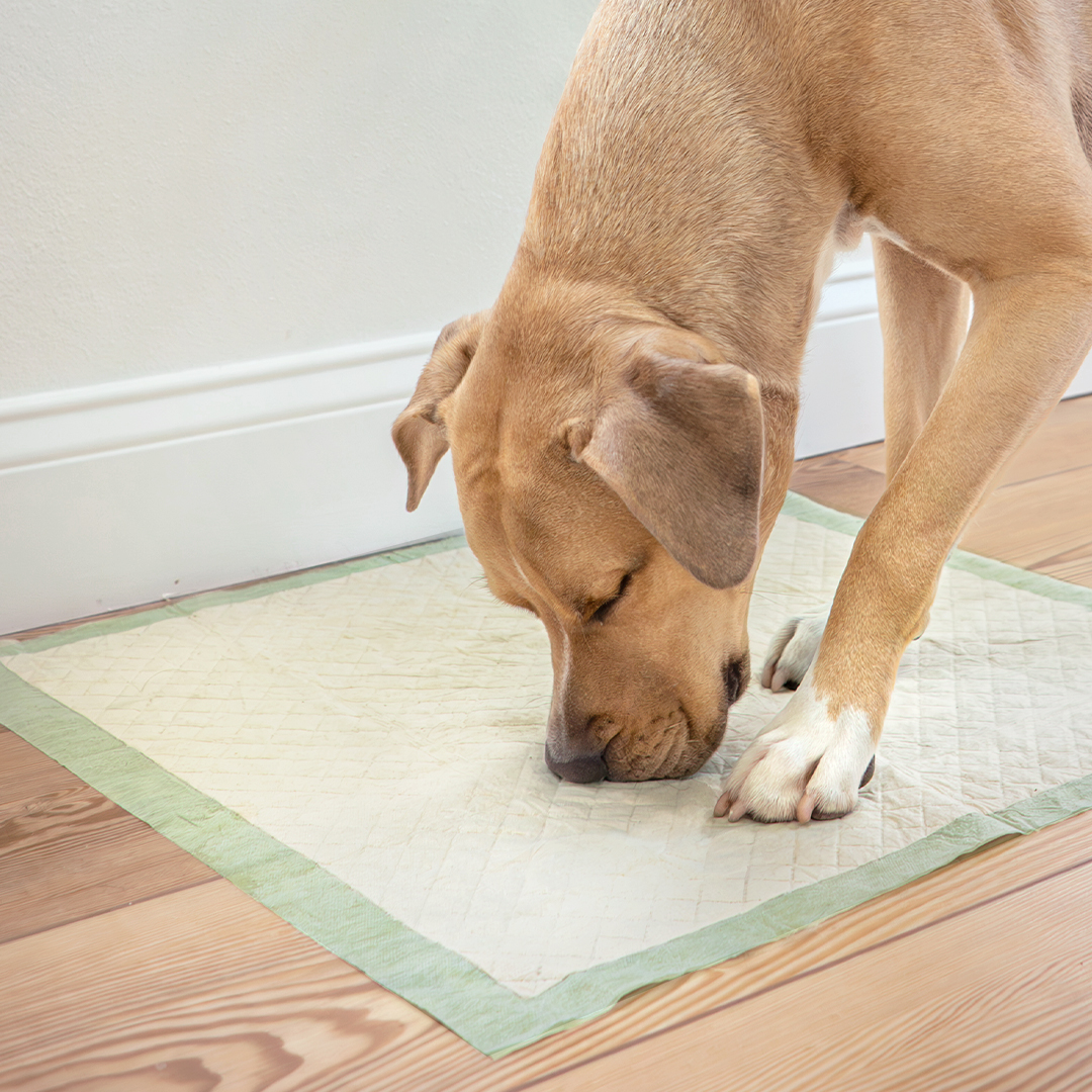 The Proven Power of Eco Pads with Bamboo | Four Paws