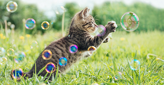 Cat Facts Quiz: Test Your Kitty Knowledge | Four Paws